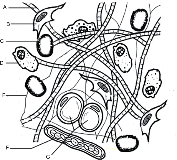 Connective Tissue Coloring Connective Tissue Coloring