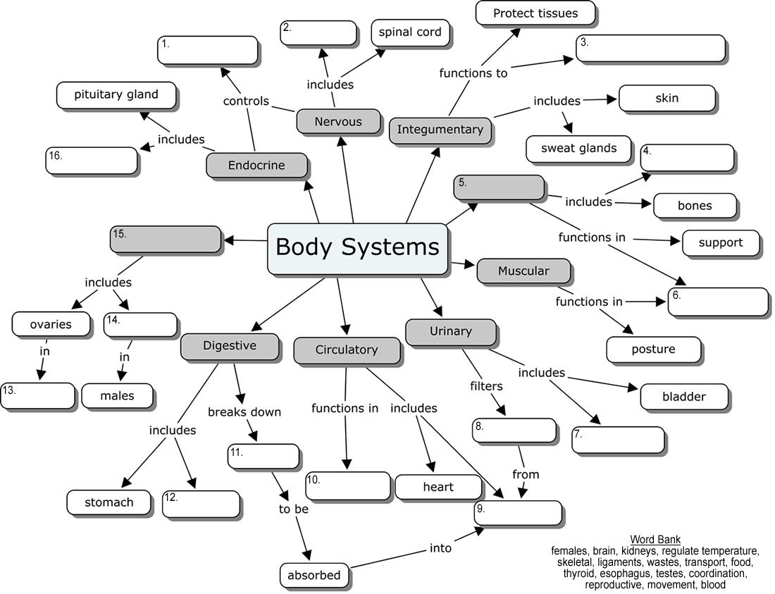 Introduction To Anatomy