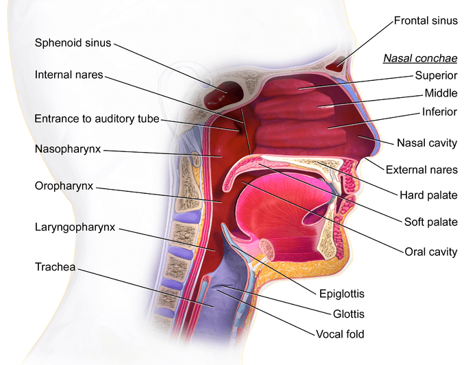 Epiglottis