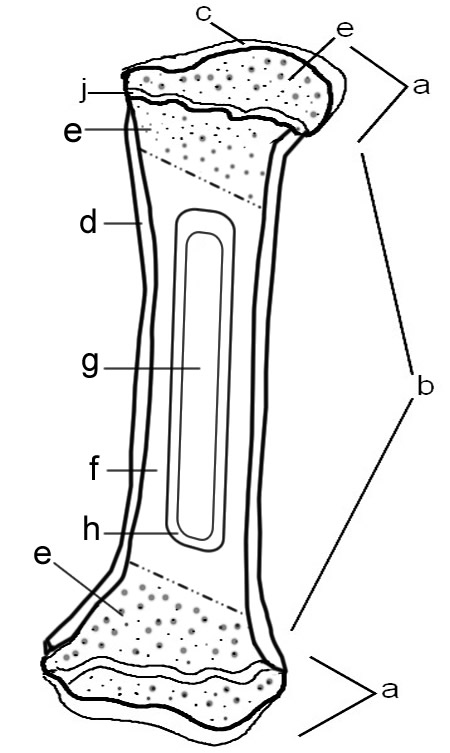 Label The Parts Of A Long Bone Label The Parts Of A Long Bone
