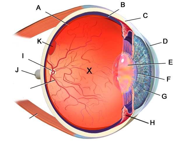 Label The Eye