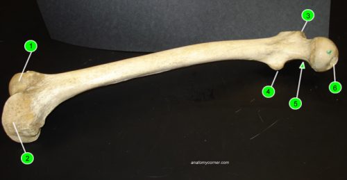 Femur02 unlabeled Femur02 unlabeled