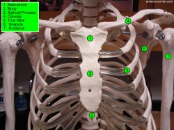 Human Bones