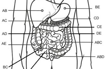 Label the Kidney – Anatomy Corner