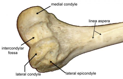 Femur – Distal End