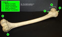 Human Bones