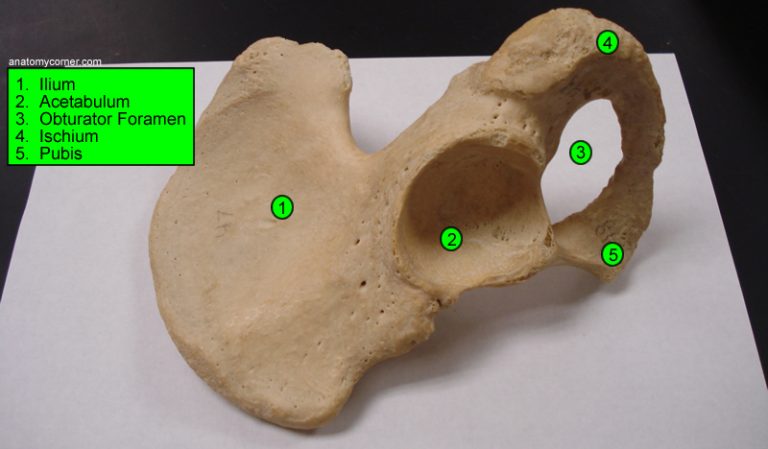 Human Bones