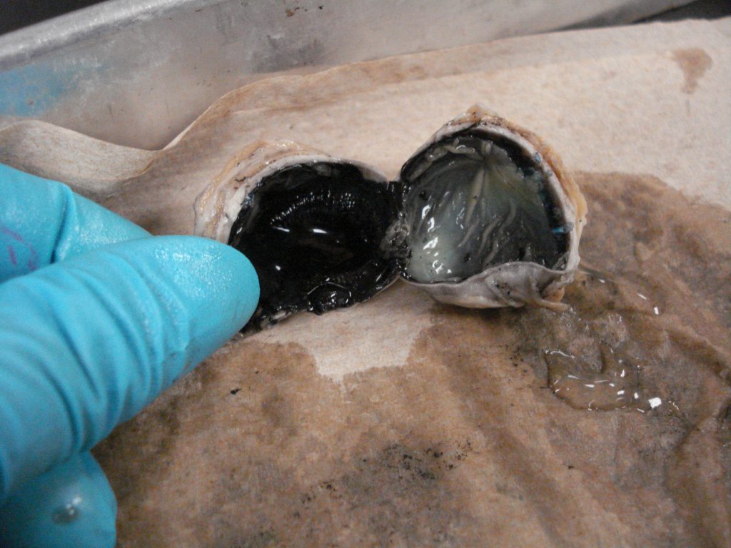 Cow Eye